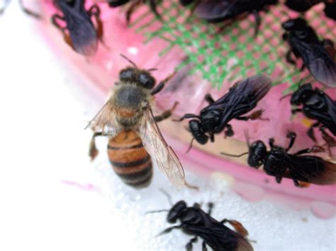 The Teaching Bee Aggression