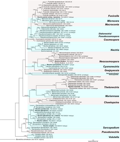 Phylogeny Generated From Bayesian Inference Analysis Based On Its