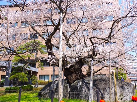 ほぼ満開となった石割桜 盛岡経済新聞