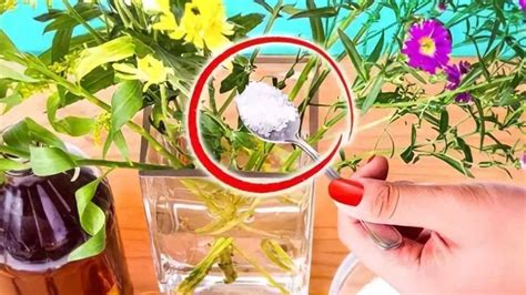 Flores Frescas O Segredo Dos Floristas Para Faz Las Durar Dias Sem Deix Las Murchar