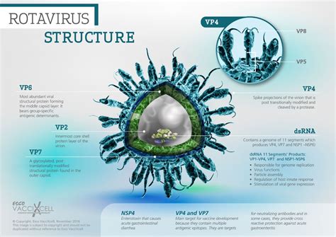 Rotavirus Structure