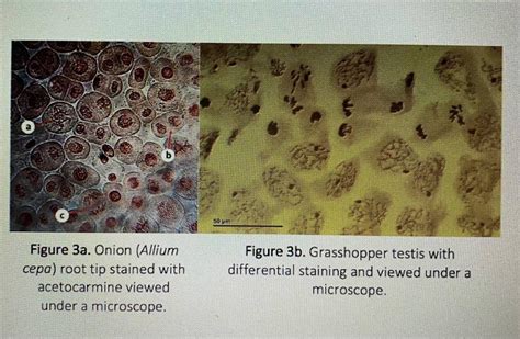 Solved 1using The Gene Notation As P P For Kernel Color And