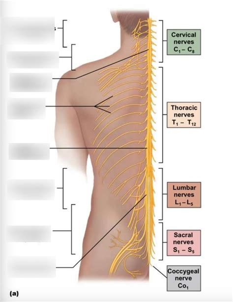 Spinal Nerve Plexuses Diagram Quizlet