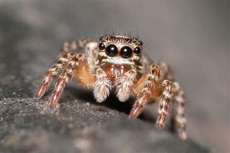 Everything You Need To Know About Jumping Spiders Moyustore