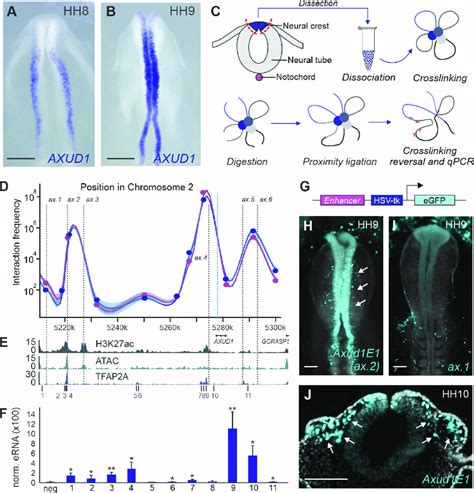Chromatin Conformation Capture Identifies A Tissue Specific Enhancer Download Scientific