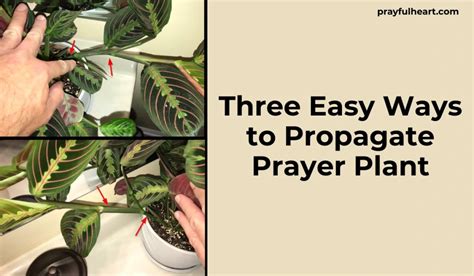 How To Propagate Prayer Plant Simple Guide For Plant Lovers