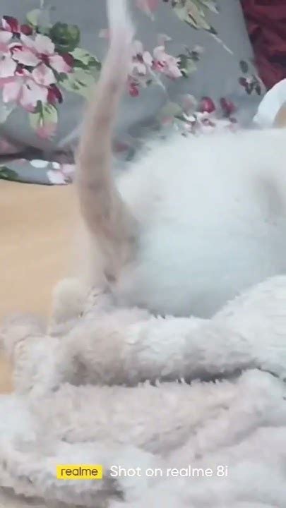 ابن سمبا Youtube