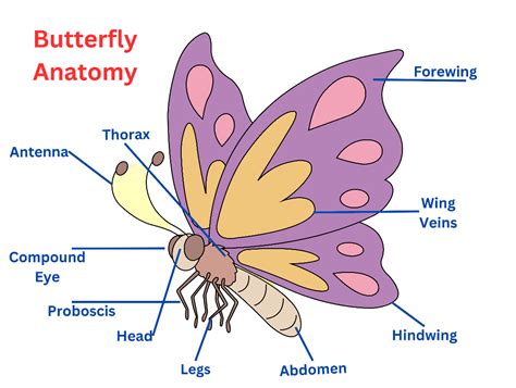 Butterfly Anatomy Graphic By Dolphinland · Creative Fabrica