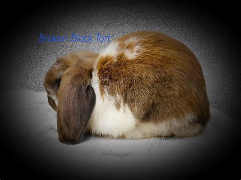 Jamies Mini Lops Added A New Photo Jamies Mini Lops