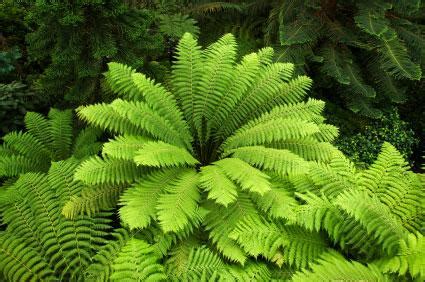 Tree Fern LoveToKnow