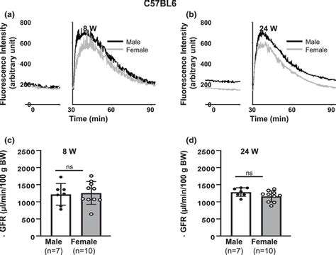 Gfr In Male And Female Conscious C57bl6 Mice A B Representative