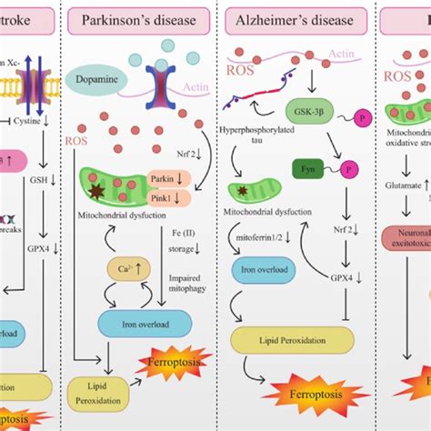 The Interplay Between Mitochondrial Dysfunction And Ferroptosis In