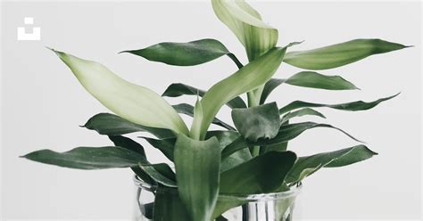 흰색 바탕에 녹색 잎 사진 Unsplash의 무료 꽃 이미지