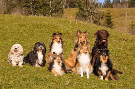 Gruppenfoto Foto And Bild Tiere Haustiere Hunde Bilder Auf Fotocommunity