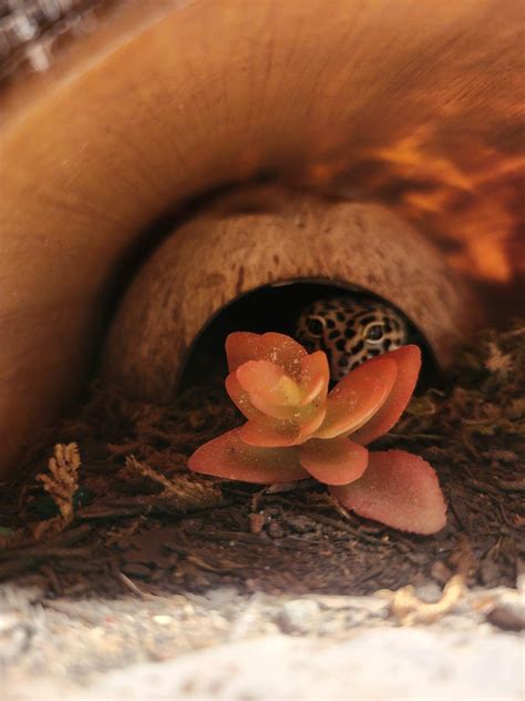 You Got Snacks Mom R Leopardgeckos