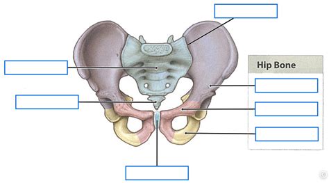 Diagram Of Pelvic Girdle Bones And Joints Quizlet