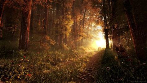 Autumn Forest Live Wallpaper Moewalls
