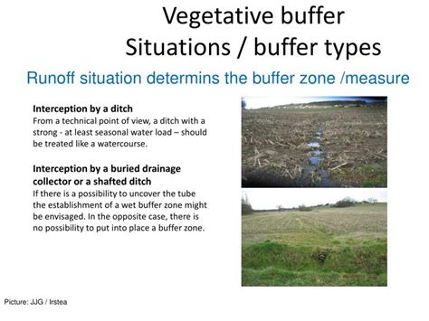 What Is A Vegetative Buffer And Why Are They Important At Albert Jarman