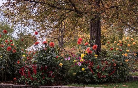 Цветы осенние в саду названия и фото как превратить ваш сад в райский уголок осенью