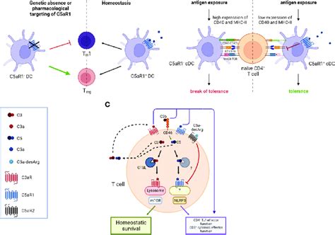 Impact Of The Anaphylatoxins On Dc Mediated And Intrinsic T Cell