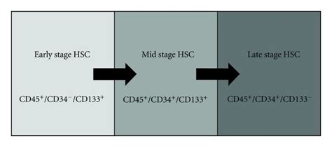 Subtyping Of Hscs Hsc Differentiation Has A Specific Pattern From Download Scientific Diagram
