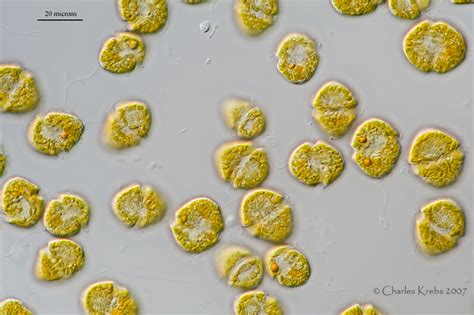 Dinoflagellates Microscope Slide