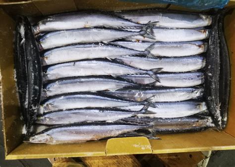 90g 100g Healthy Cololabis Saira Frozen Pacific Saury