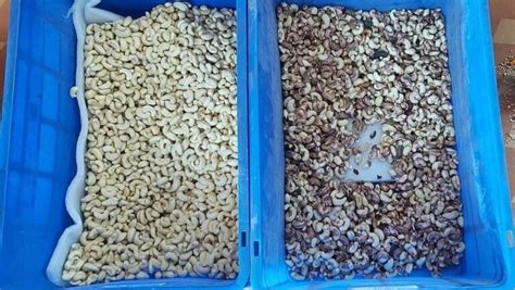 Led Lighting In Color Sorting Machines Cashew Grading Machine