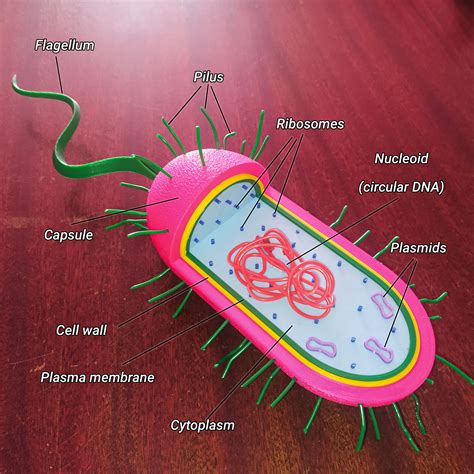 Prokaryotic Cell Diagram And Facts 60 Off