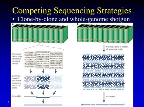 Ppt Genome Sequencing And Assembly High Throughput Sequencing Powerpoint Presentation Id5657852