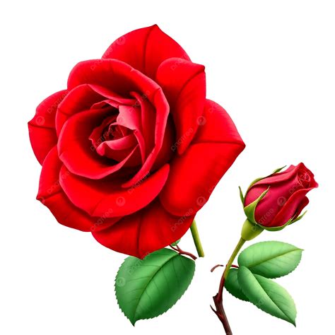 White Rose Graphic Single Png Vector Psd And Clipart With