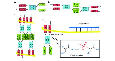 Proposed Sars Cov 2 N Protein Mediated Rnp Packaging Mode A Download Scientific Diagram