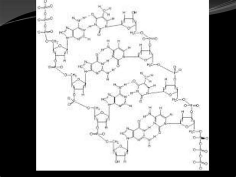 Adn Estructura Ppt