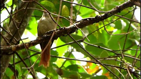 Ash Browed Spinetail Cranioleuca Curtata Eastern Andes Birds Youtube