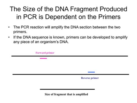 Polymerase Chain Reaction Polymerase Pcrppt