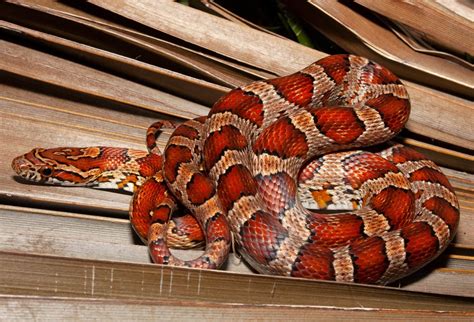 Corn Snake Facts At Larry Alvarez Blog