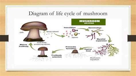 Life Cycle Of Mushroom Pptx