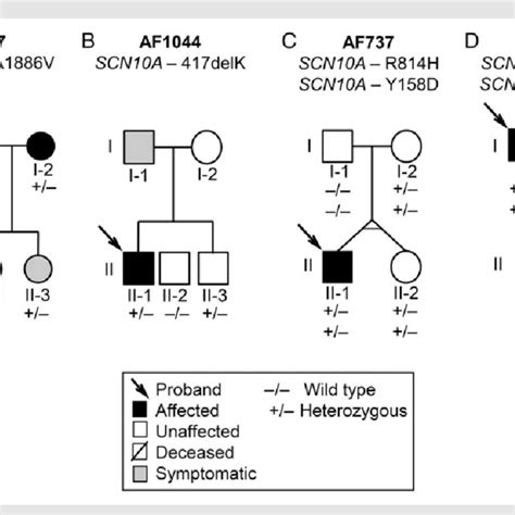 Pedigrees Of The Four Af Families In Which Rare Scn10a Variants Were Download Scientific