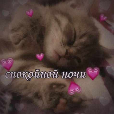 Спокойной ночи сладких снов котик сердечки пикча мем Ночь Спокойной ночи Мемы