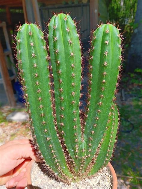 Pach Torres Torres X Pach Zeus W Roots 45 Shipped R Sanpedrocactusforsale