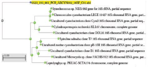 Phylogenetic Tree After Sequence Cyanobacteria Dna Download