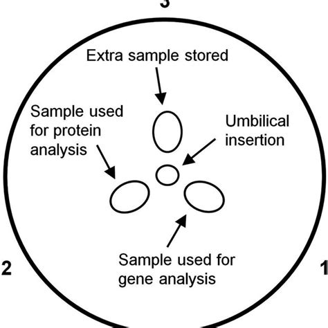The Localization Of The Systematic Tissue Sampling From The Center Of Download Scientific