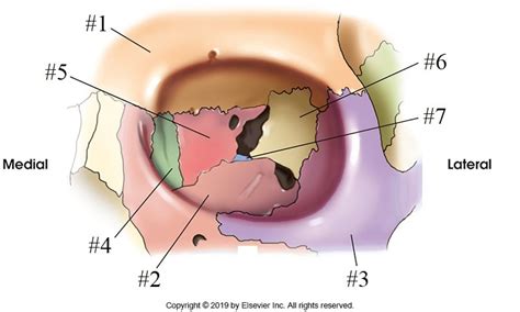 Orbit Diagram Diagram Quizlet