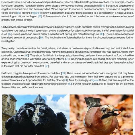 Two Corvid Species Commonly Used In Comparative Cognition Research A Download Scientific