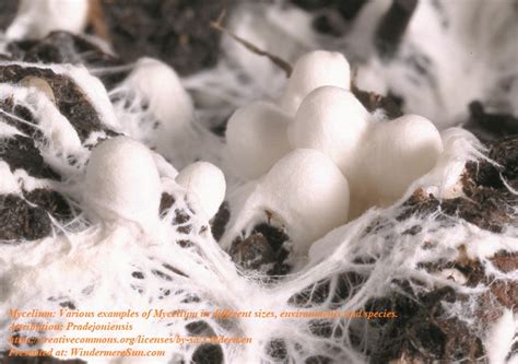 How Mushrooms Are Saving Our Planet Through Alternative Packaging