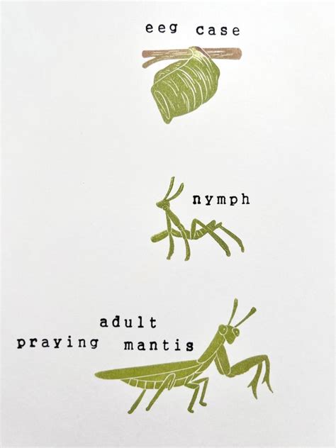 How To Draw A Praying Mantis Life Cycle