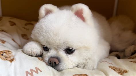 또 수술해야 한다는 말에 생각이 많아진 강아지 Youtube