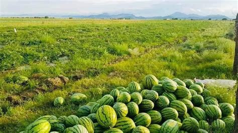 Шинэ ургацын ногоонд шинжилгээ хийжээ