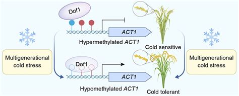 李家洋院士团队通过基因编辑转座子快速改良水稻性状中国科学院遗传与发育生物学研究所