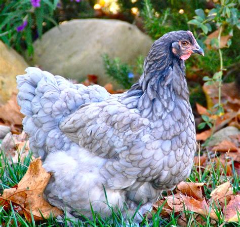 Gracies Chickens Fancy Chickens Chickens Backyard Cochin Chickens